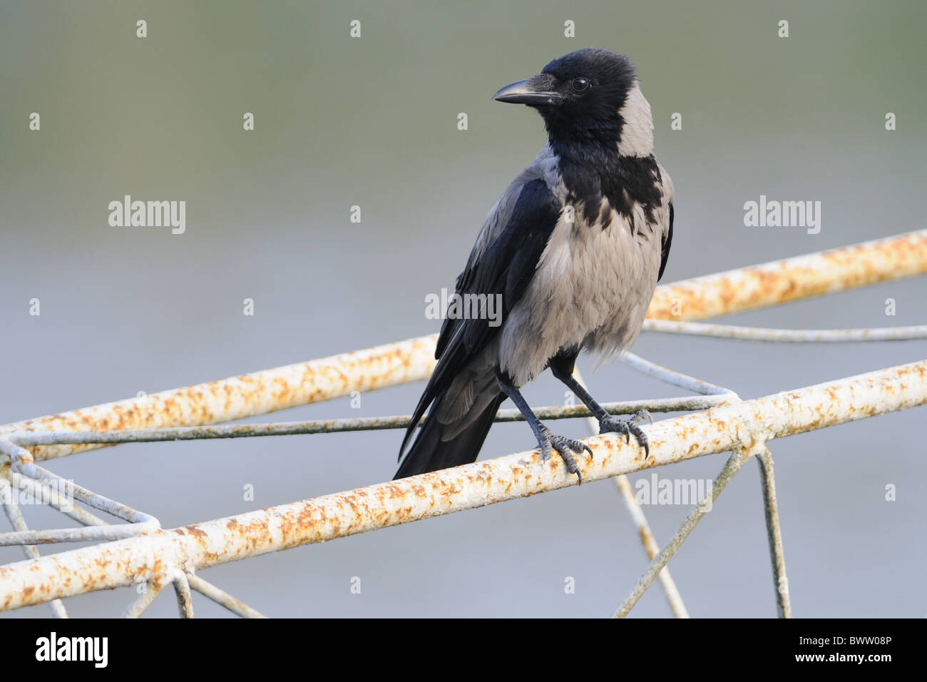 Subspecies of the carrion crow hi-res stock photography and images - Alamy