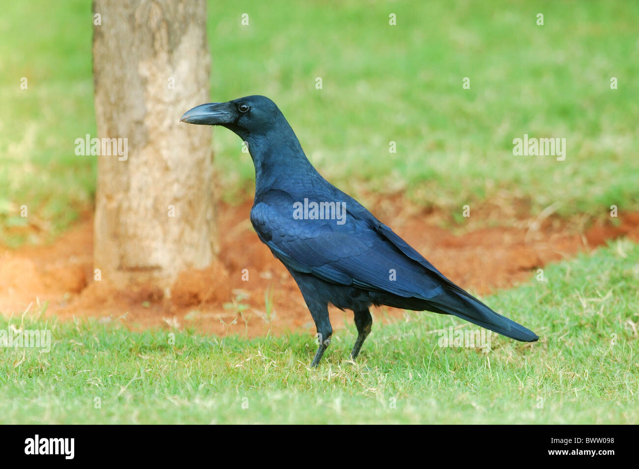 Jungle Crow (Corvus macrorhynchos) adult, standing on ground in city suburbs, Bangalore ...