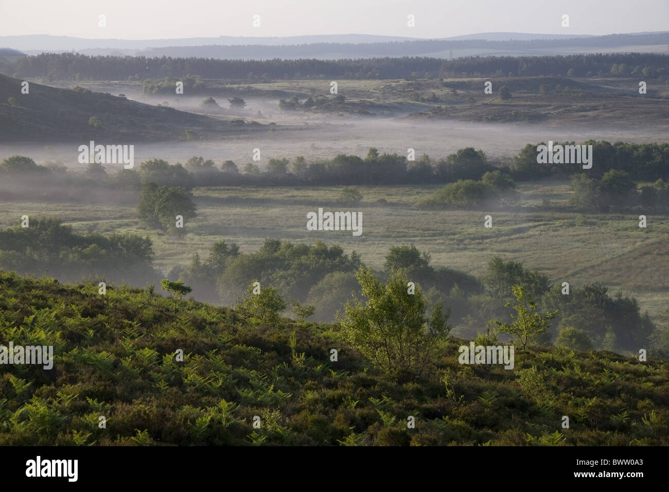 View of heathland in early morning, with heather, rough pasture and ...