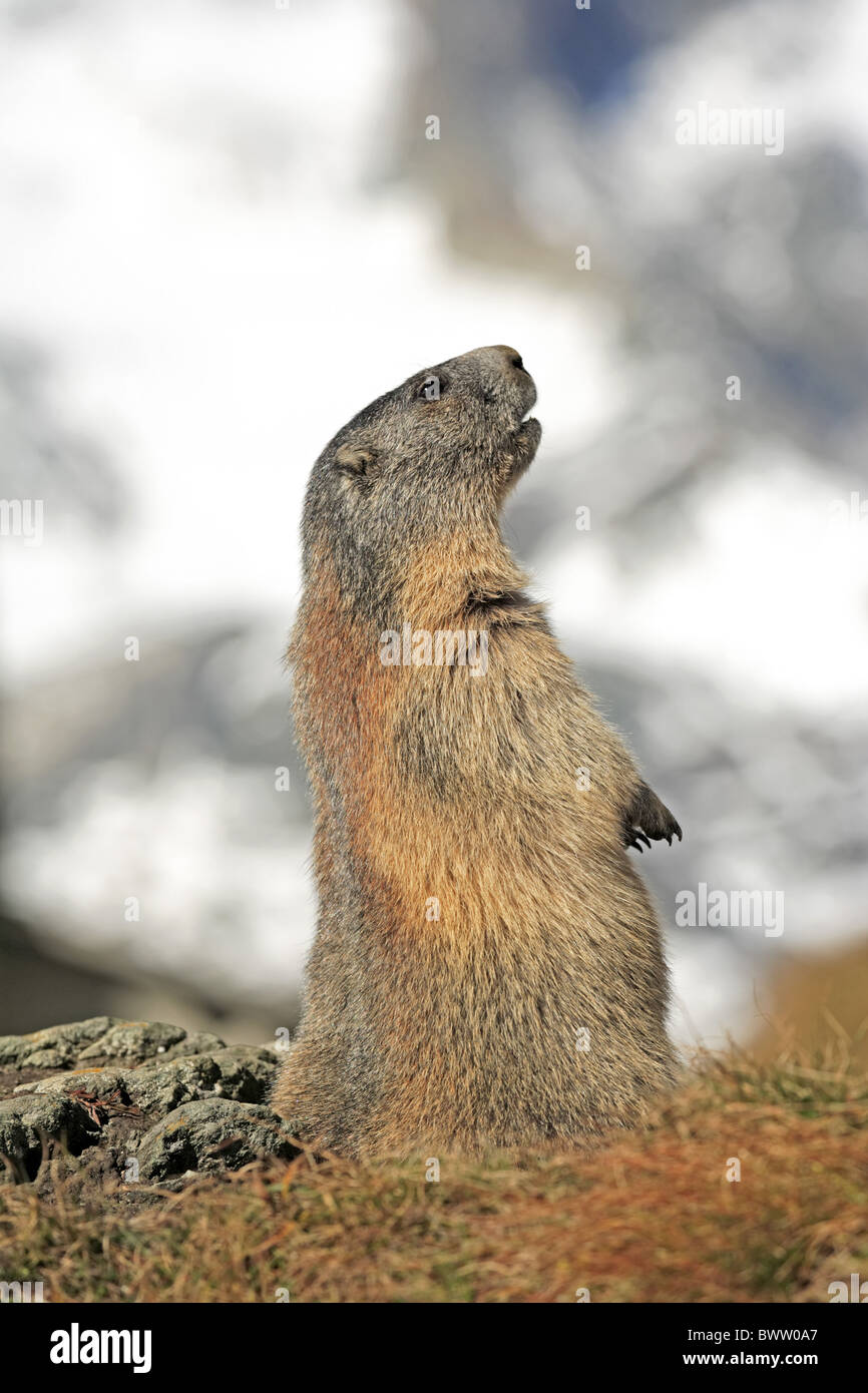 Alpine marmot marmota marmota calling hi-res stock photography and ...