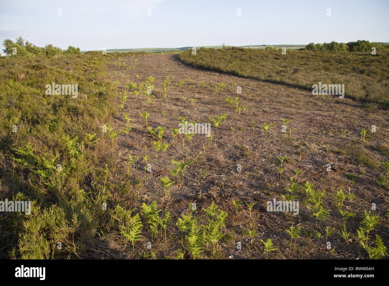 Heath Heaths Heathland Countryside Conservation Managed Management ...