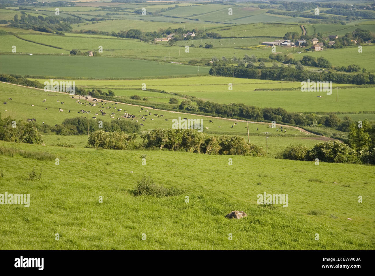 Rural Countryside Scenic Scenery Landscape View Meadow Meadows Cow Cows ...