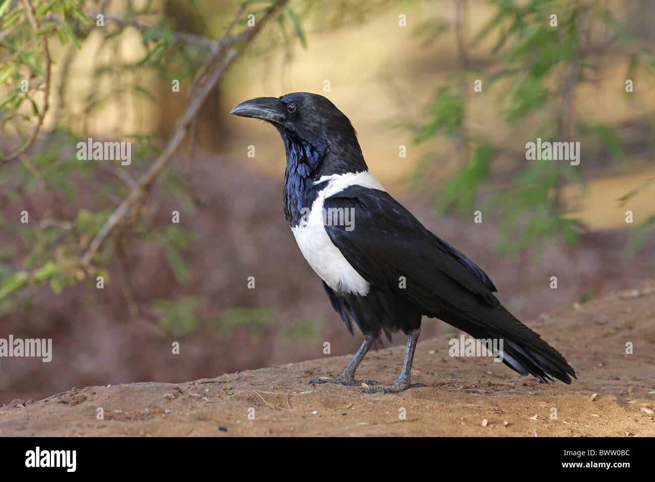 Pied Crow (Corvus albus) adult, standing on sandy ground, Berenty ...