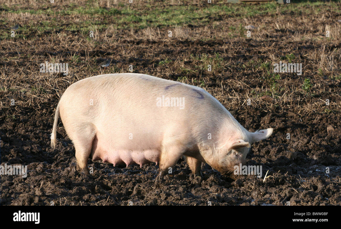 Pig farm scotland hi-res stock photography and images - Alamy