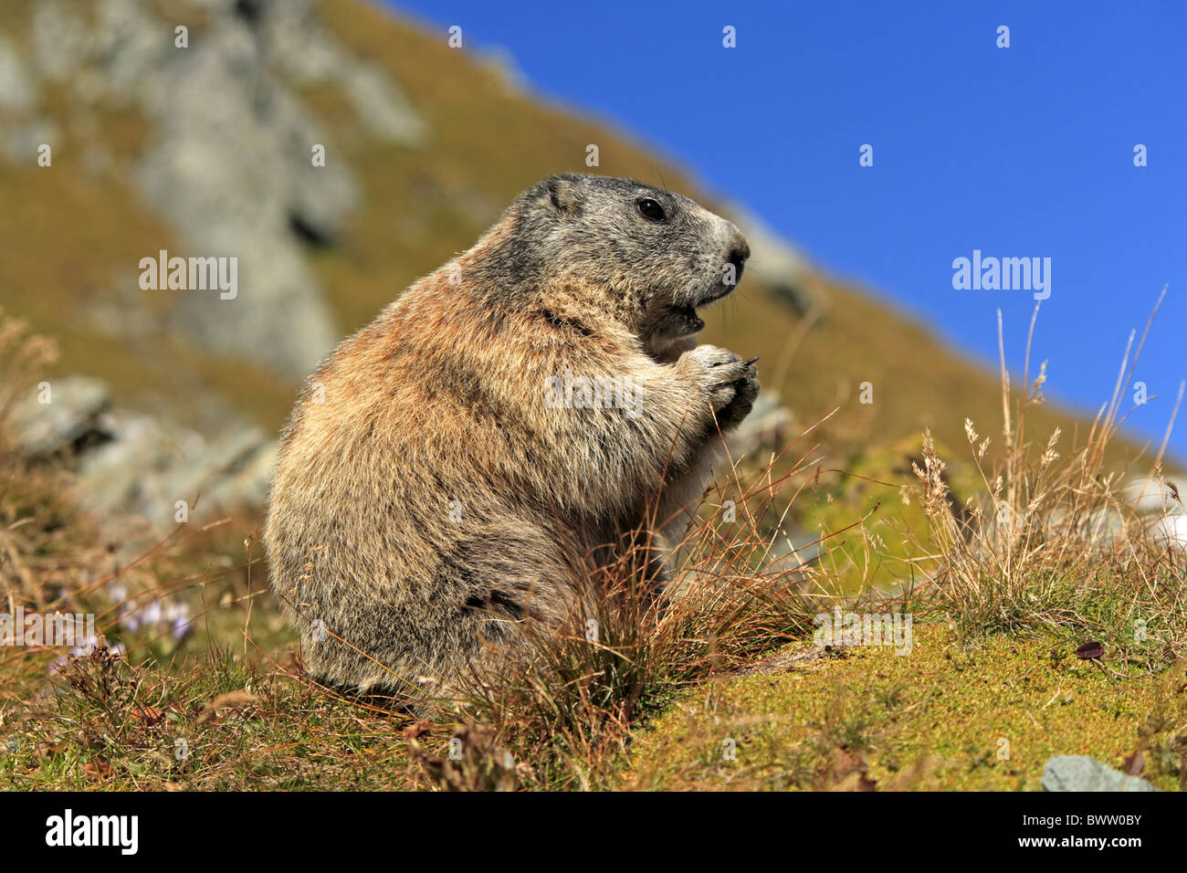 Alpine Marmot Marmota marmota adult feeding Stock Photo - Alamy