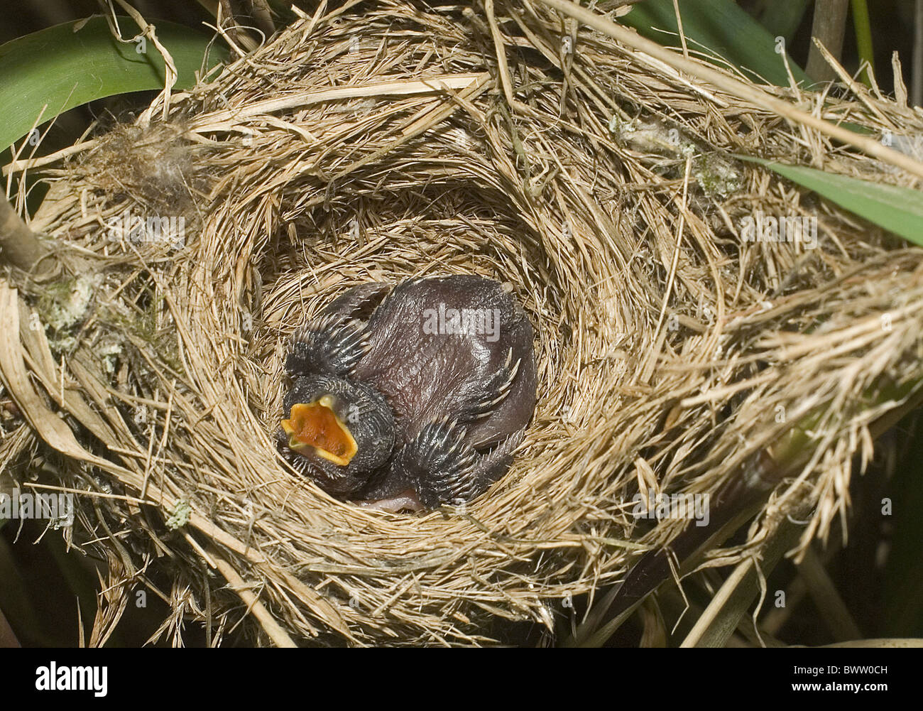 Common Cuckoo (Cuculus canorus) chick, in nest of Eurasian Reed Warbler ...