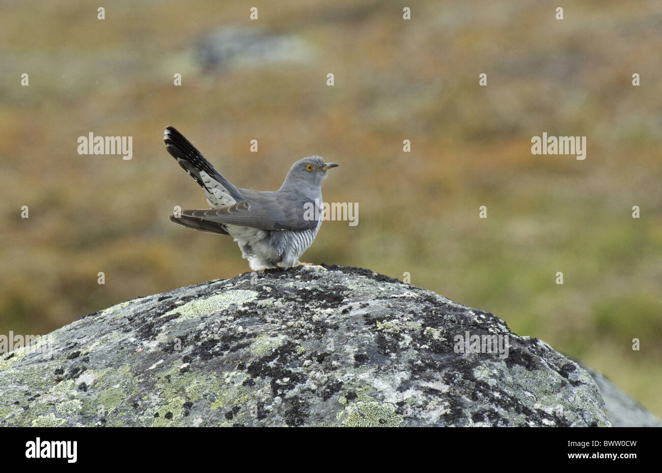 Common Cuckoo (Cuculus canorus) adult, displaying on rock, in montane ...
