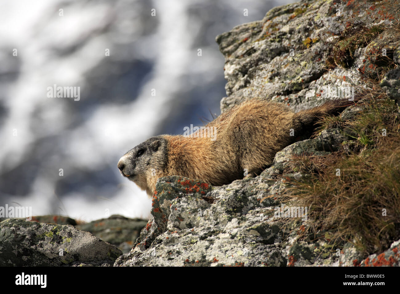 Alpine Marmot (Marmota marmota) adult, resting on rocky slope, Grossglockner Massif, Hohe Tauern ...