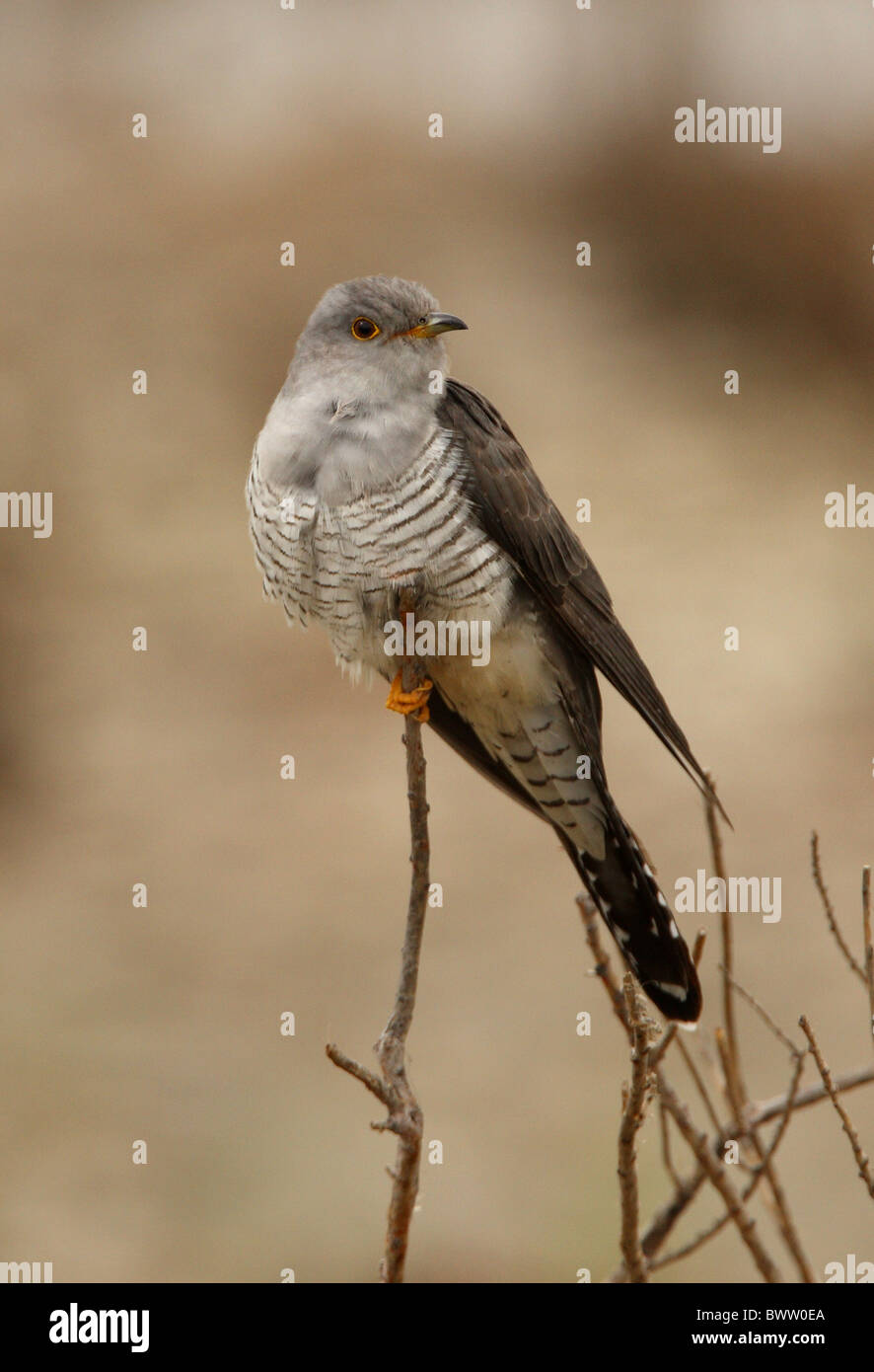 Common Cuckoo (Cuculus canorus) immature, first year plumage, perched ...