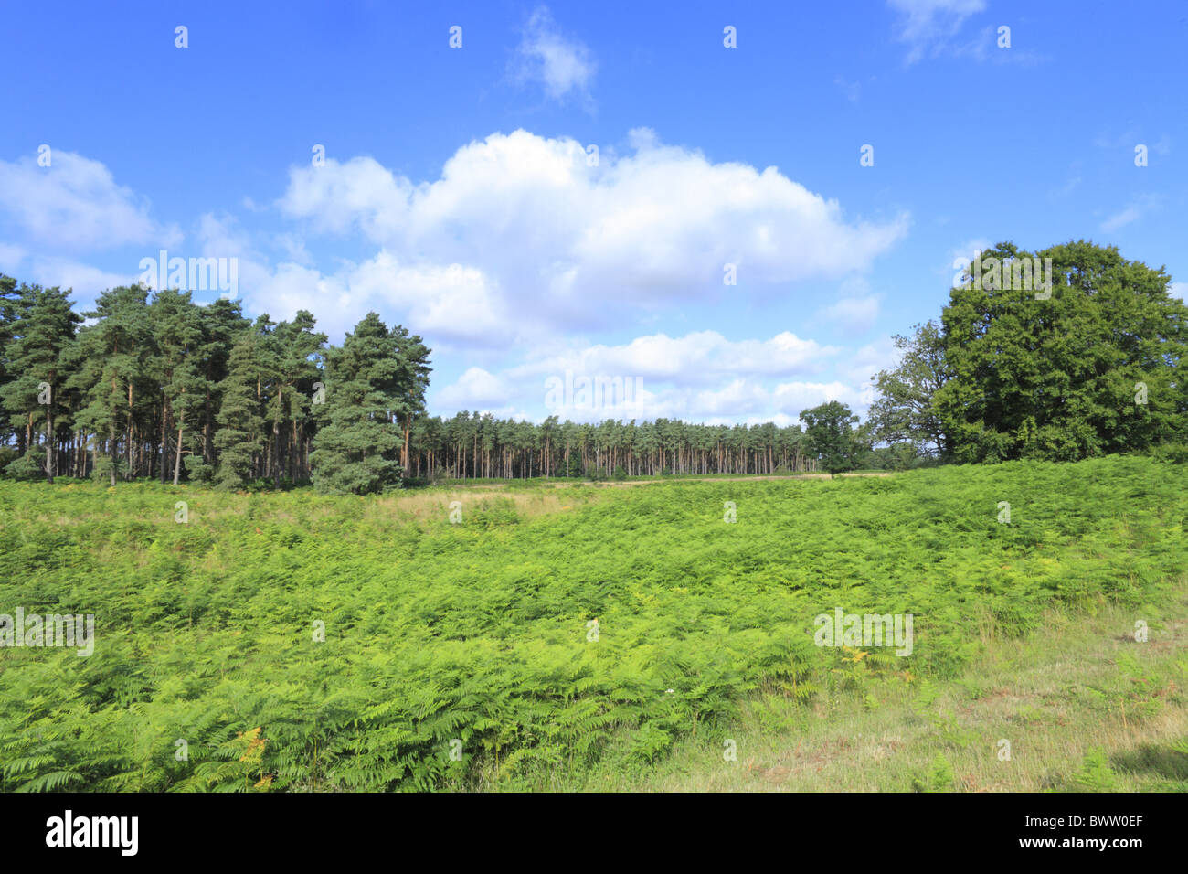 pine breck brecks breckland thetford forest norfolk england english ...