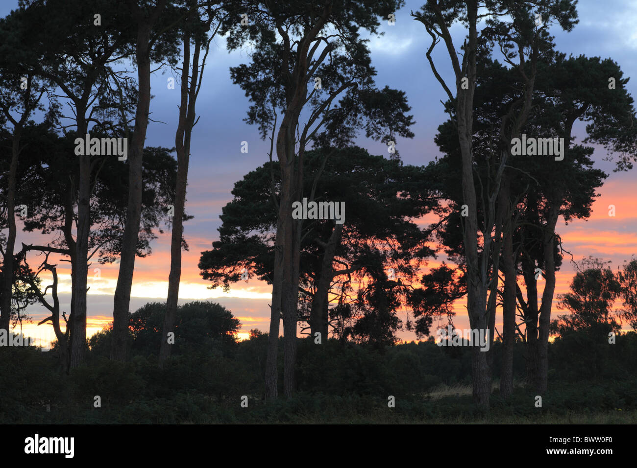 Breckland forest hi-res stock photography and images - Alamy