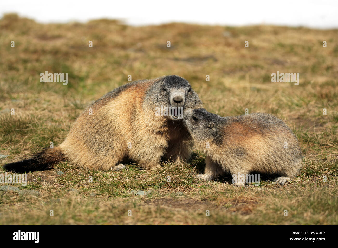 Alpine Marmot (Marmota marmota) adult with young, socializing, Grossglockner Massif, Hohe Tauern ...
