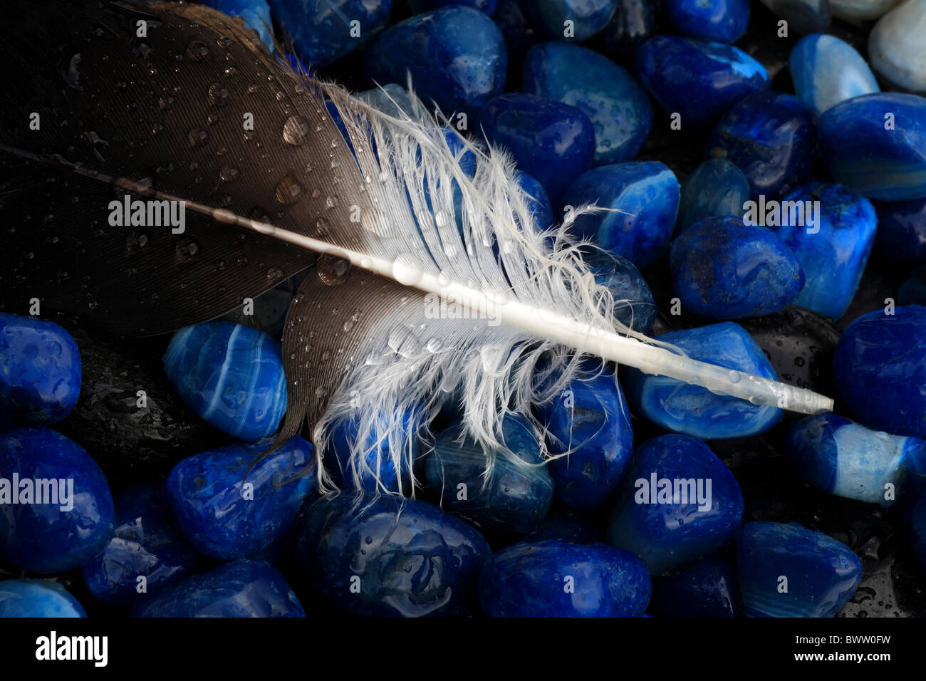 Stork feather drops water detail close-up bird birds animal animals ...