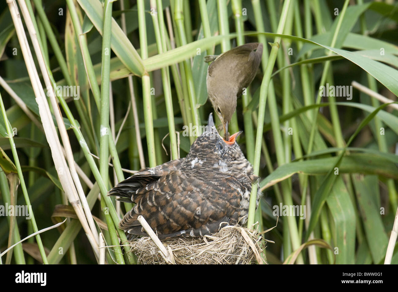Common Cuckoo (Cuculus canorus) chick, fed by Eurasian Reed-warbler ...