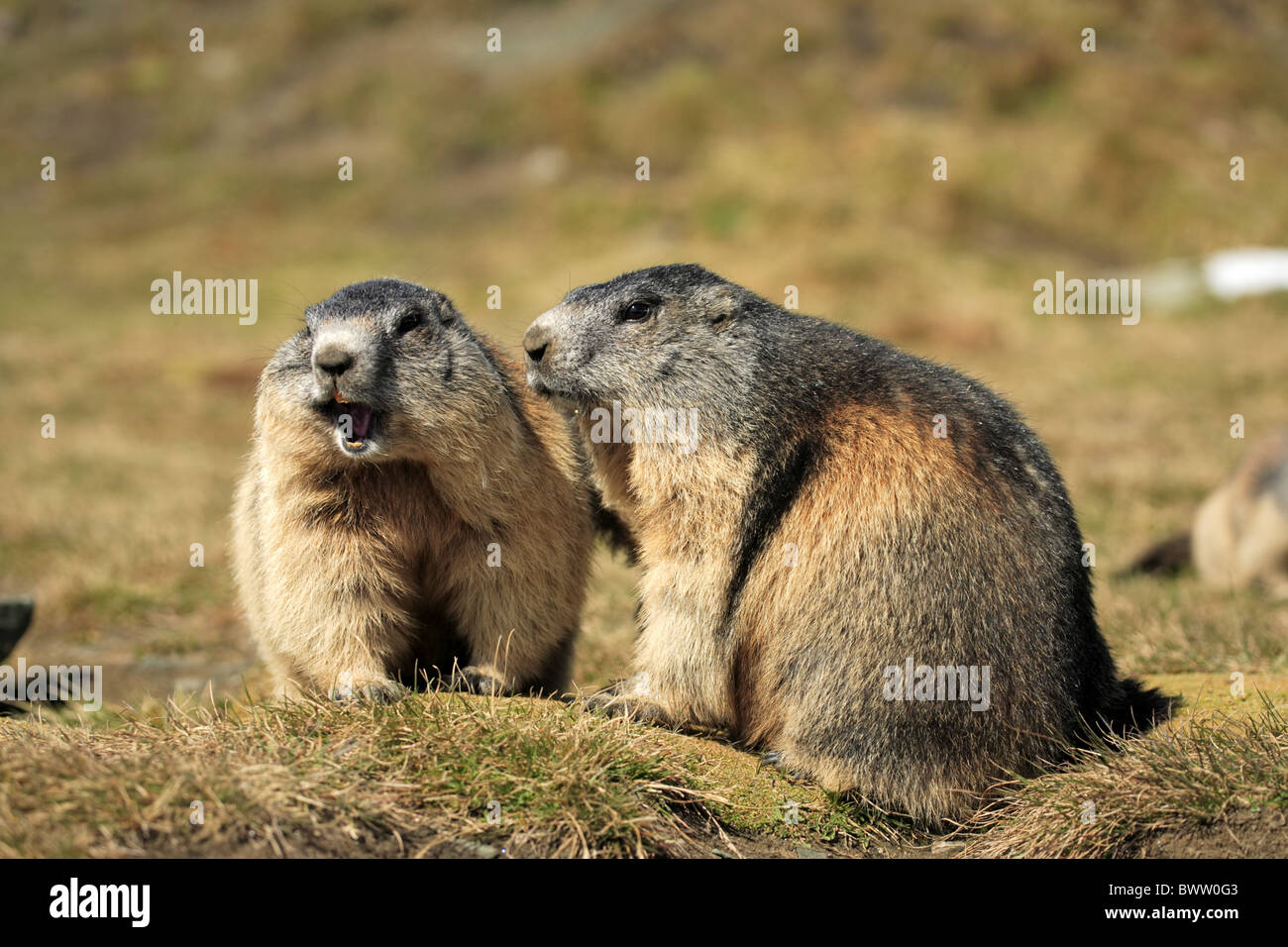 marmot marmots "ground squirrel" "ground squirrels" rodent rodents ...