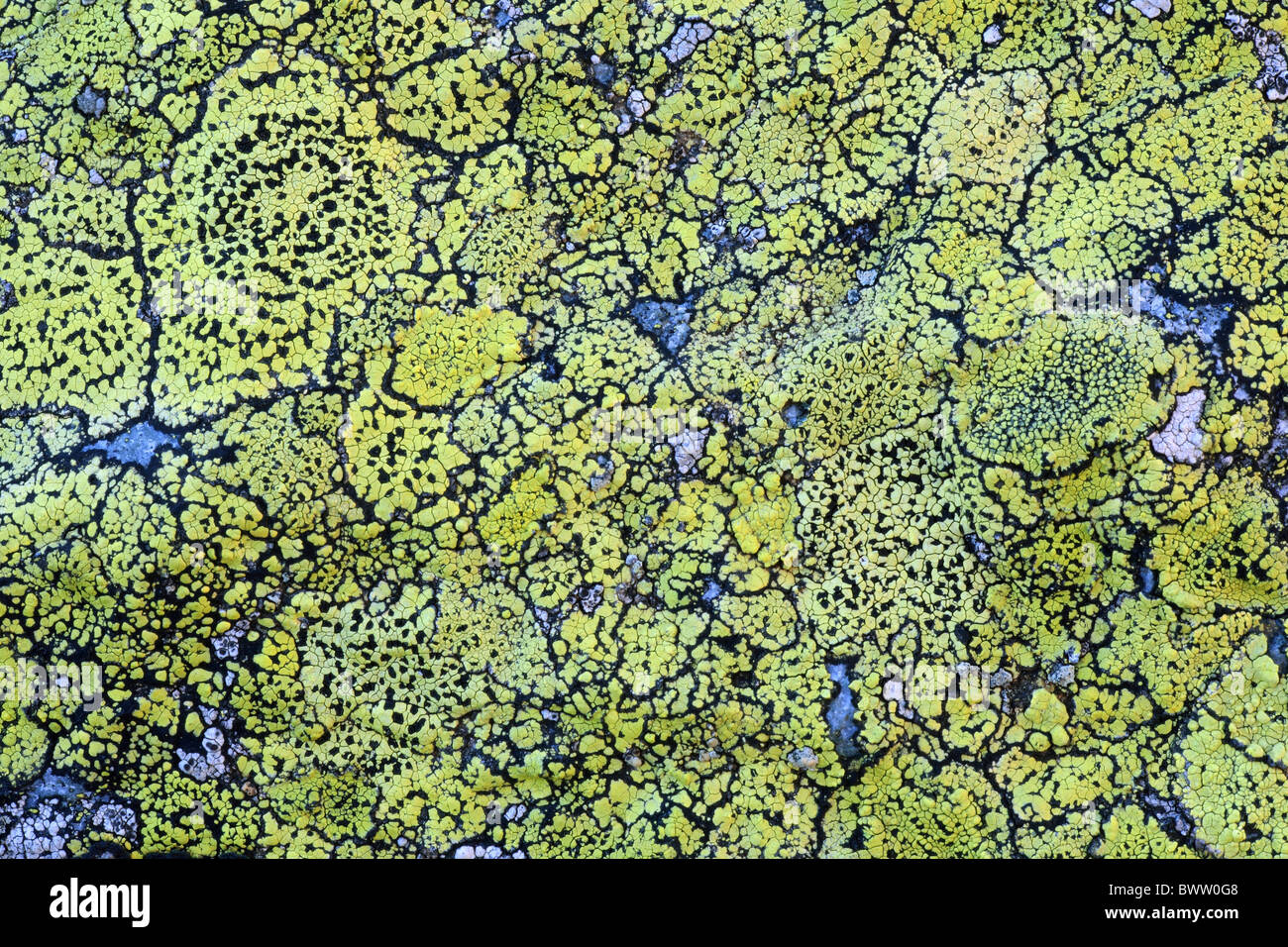 Detail lichen lichens mountains mountain alpine nature macro pattern ...