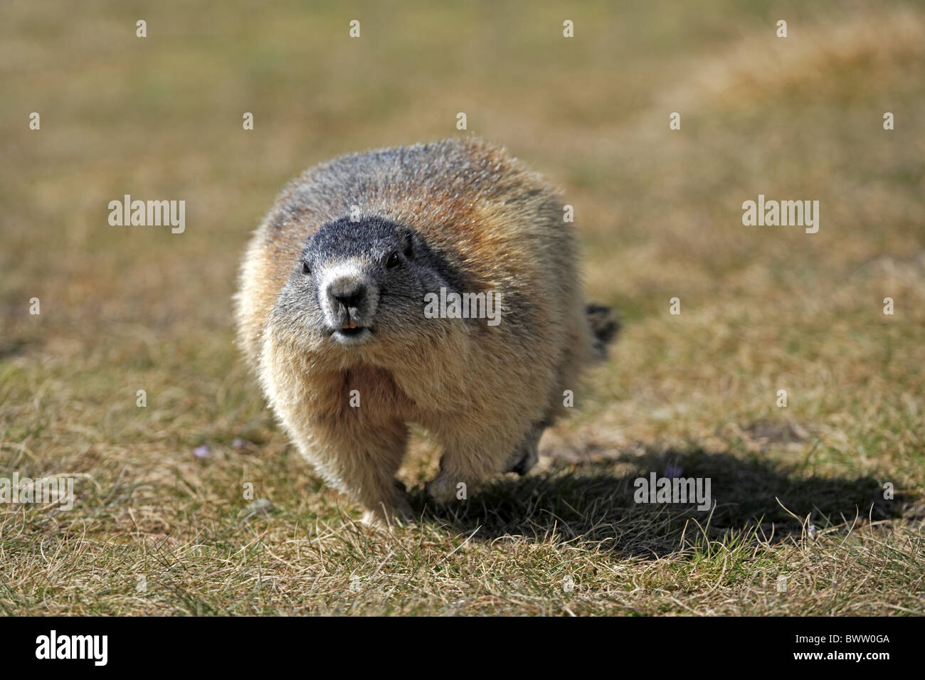 laufend - walking - running marmot marmots "ground squirrel" "ground ...