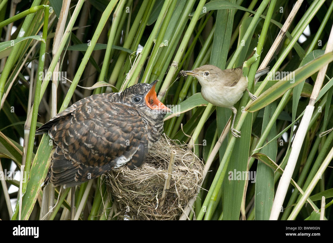 European cuckoo nest hi-res stock photography and images - Alamy