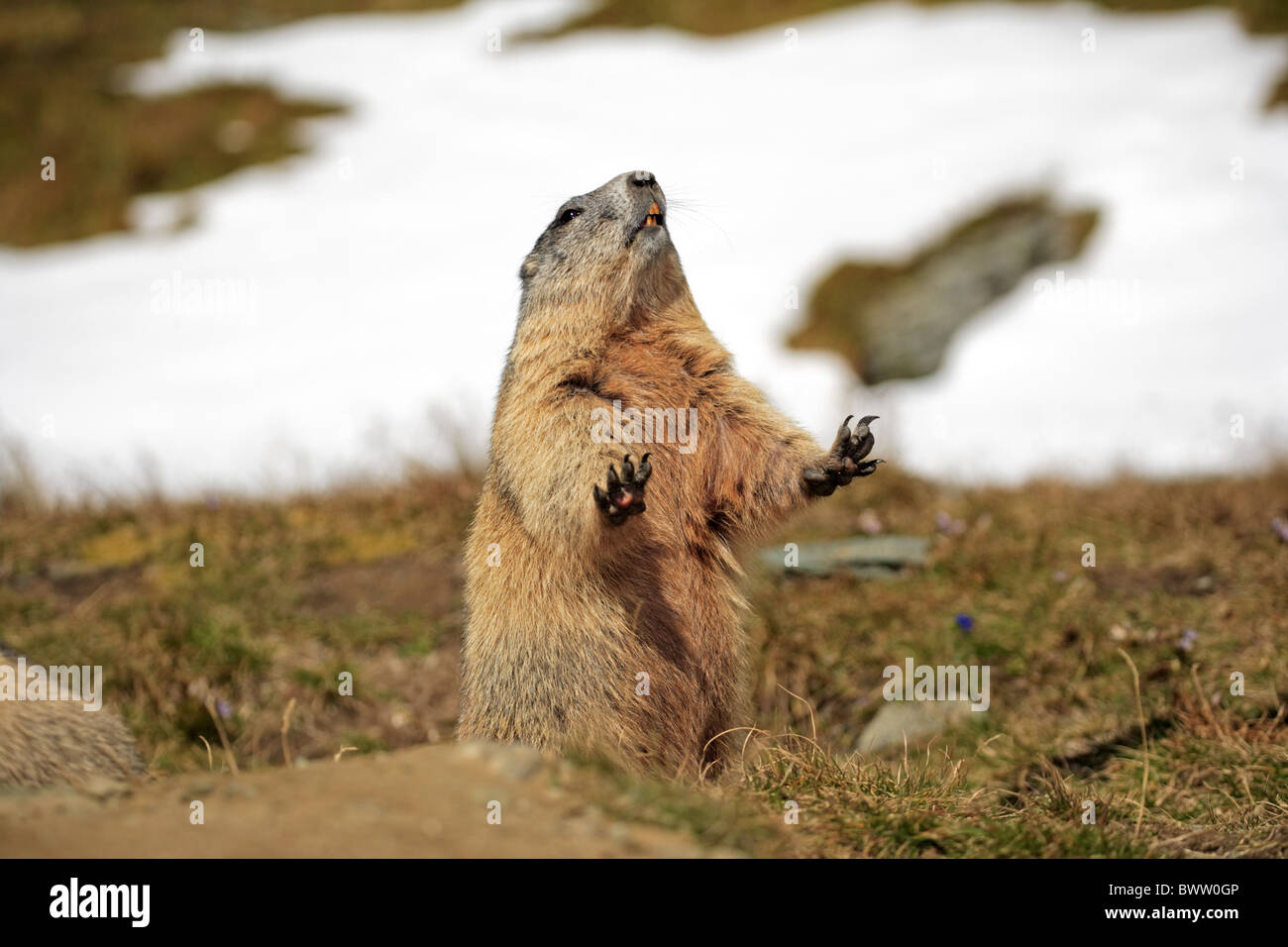 marmot marmots "ground squirrel" "ground squirrels" rodent rodents ...