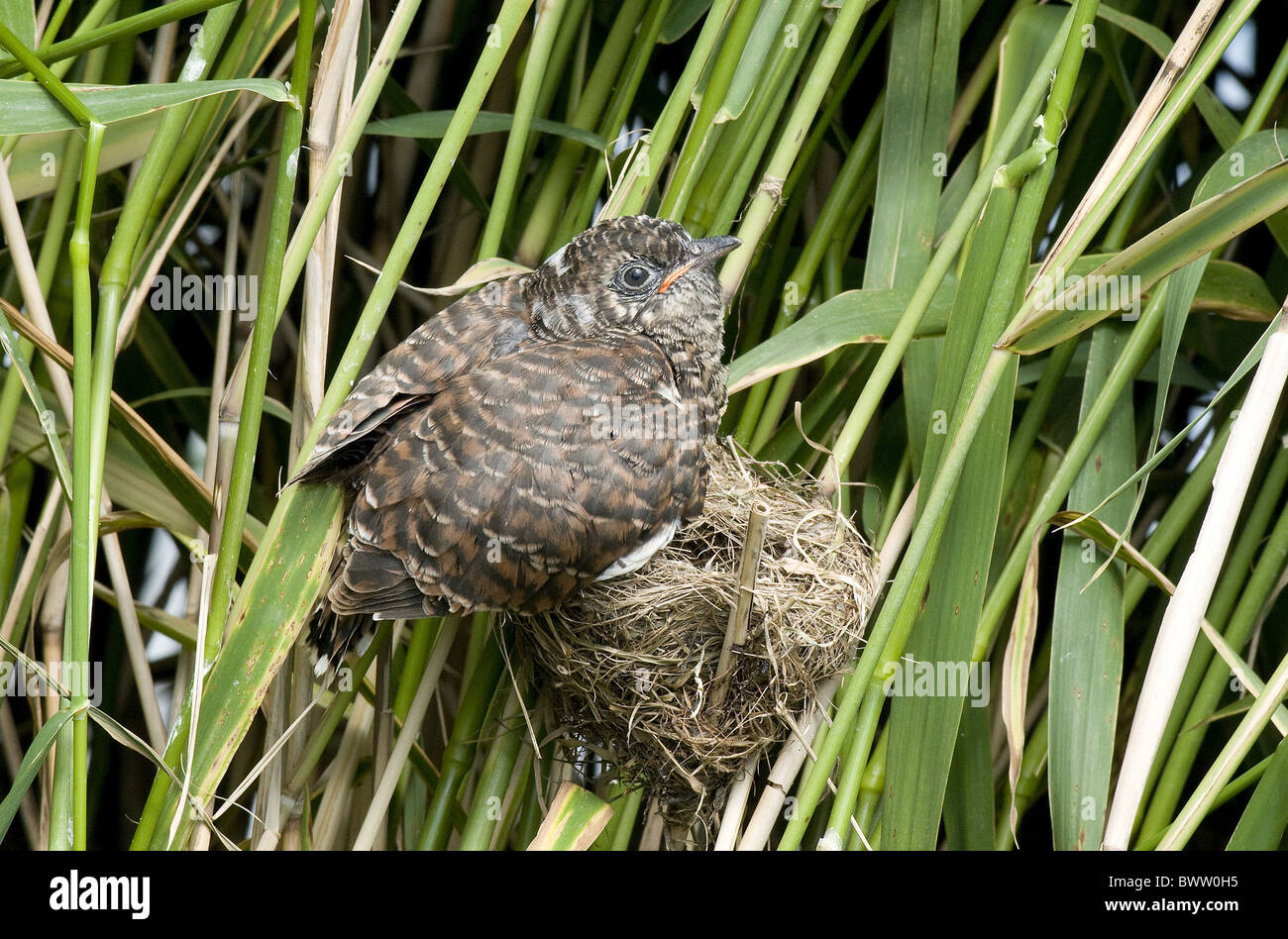 Common Cuckoo (Cuculus canorus) chick, sitting in Eurasian Reed-warbler ...