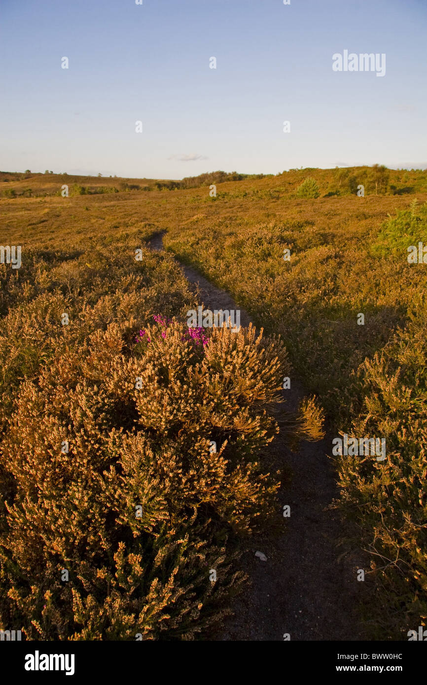 Path through heathland habitat with clump of late flowering Heather ...