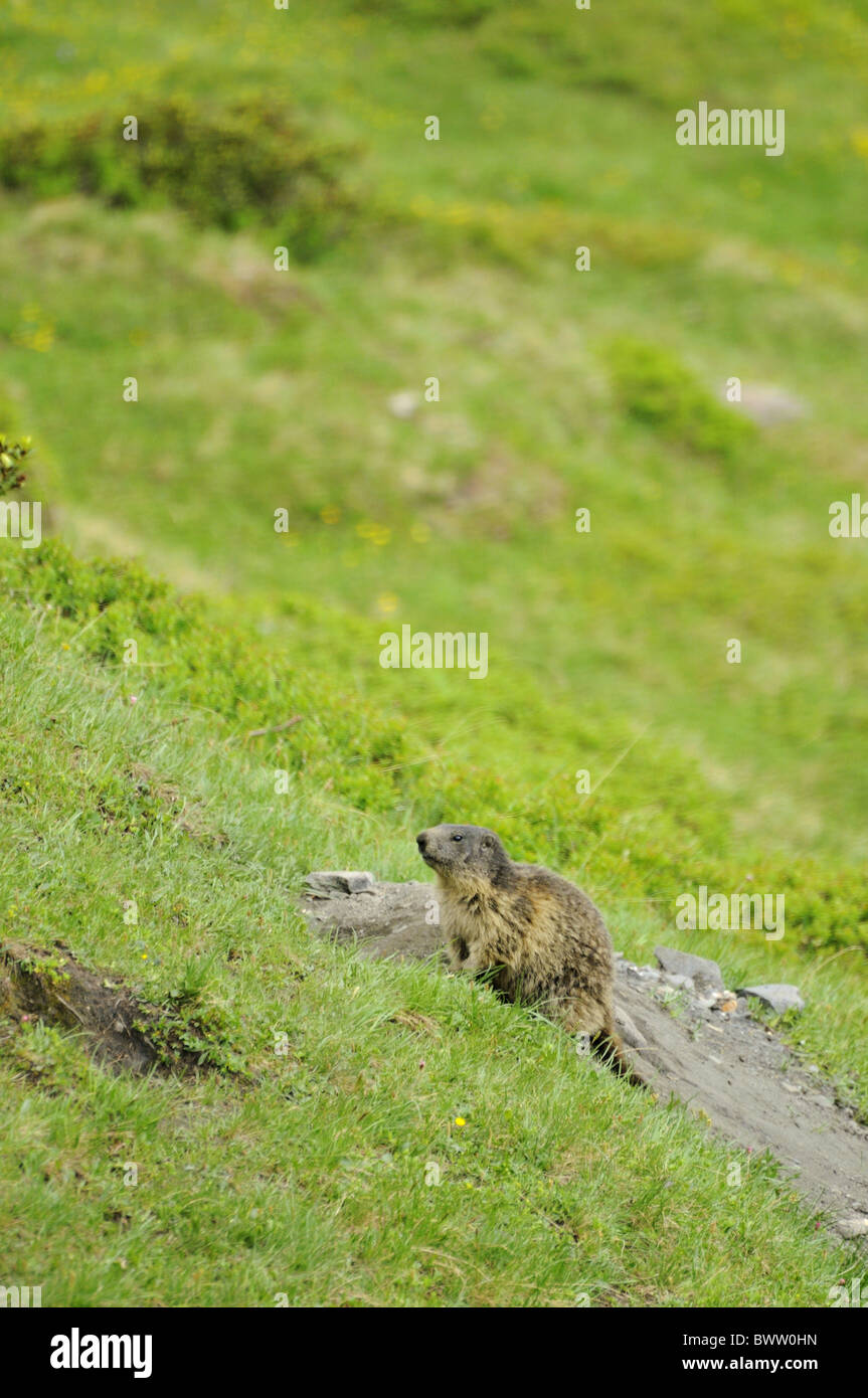Marmota marmota Mammals Alps marmot marmots "ground squirrel" "ground ...