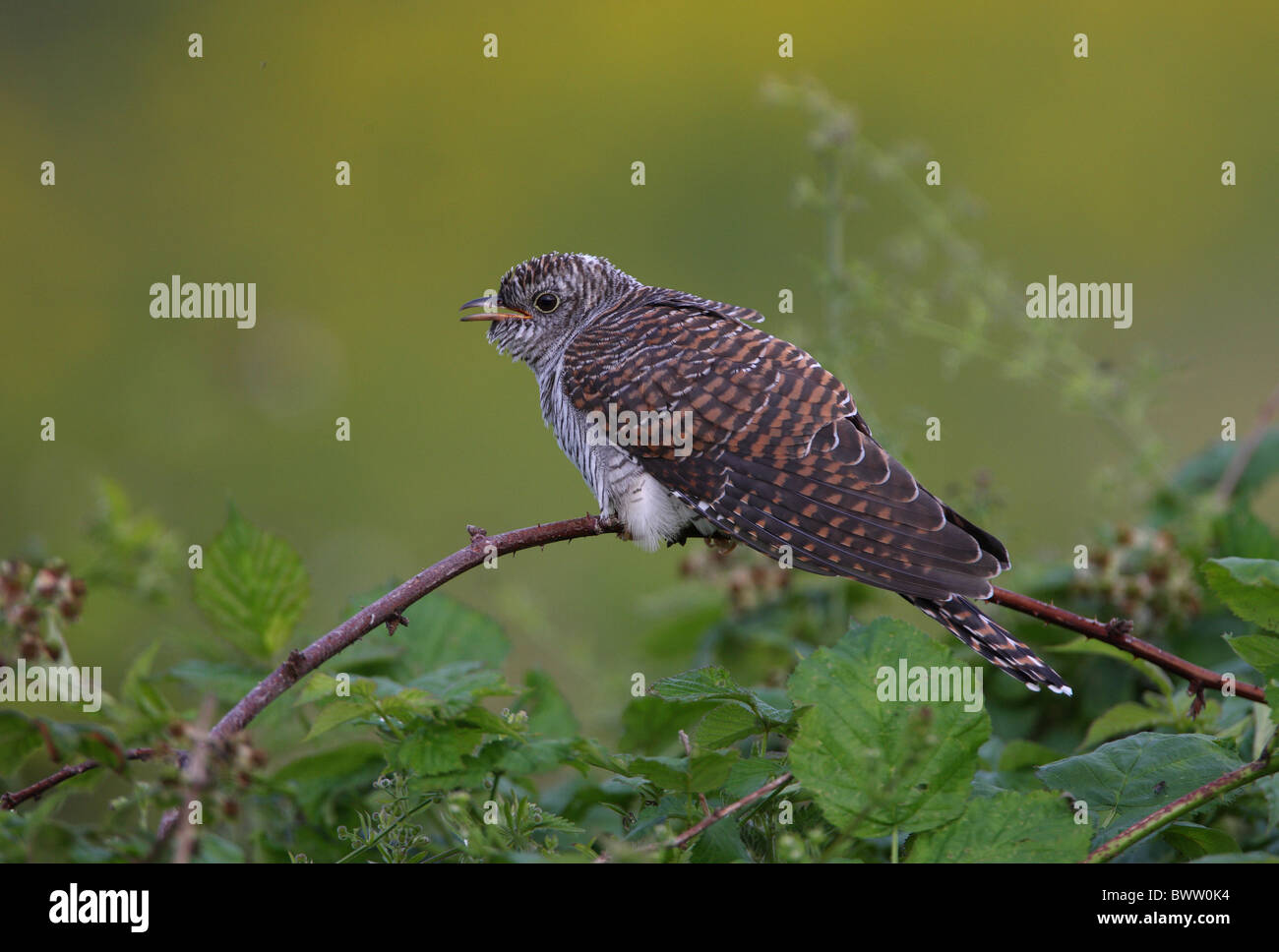 Common Cuckoo (Cuculus canorus) juvenile, calling, perched on bramble ...