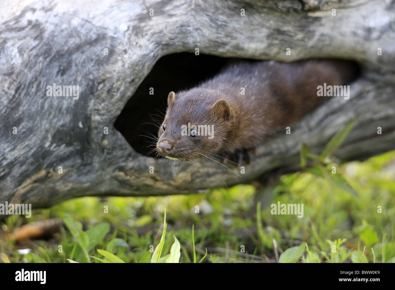Hollow log den hi-res stock photography and images - Alamy