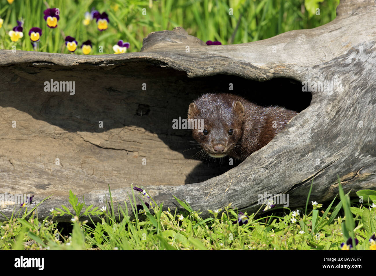 am Bau - at den mink minks mustelid mustelids carnivore carnivores ...