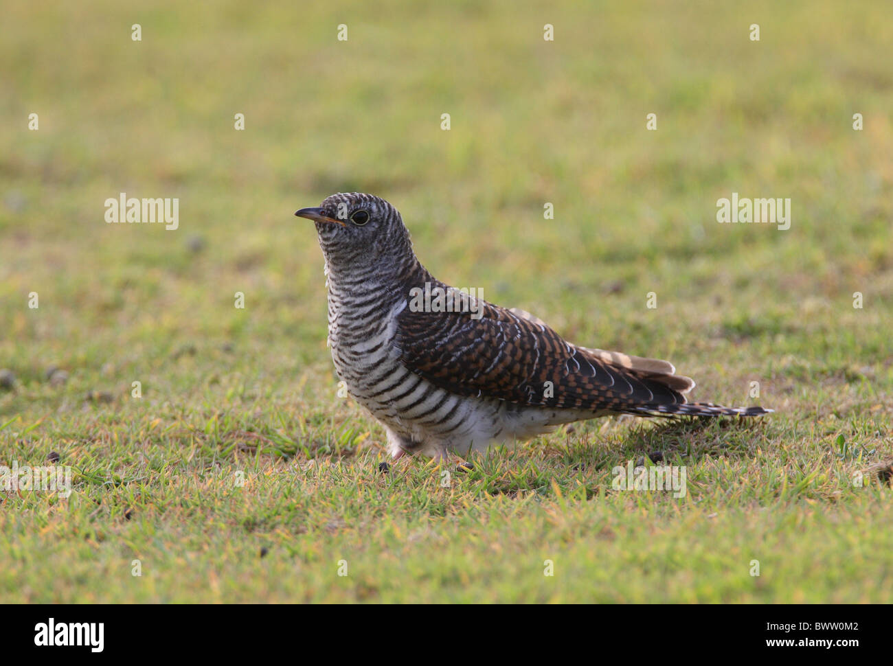 Common Cuckoo (Cuculus canorus) juvenile, standing on short grass ...