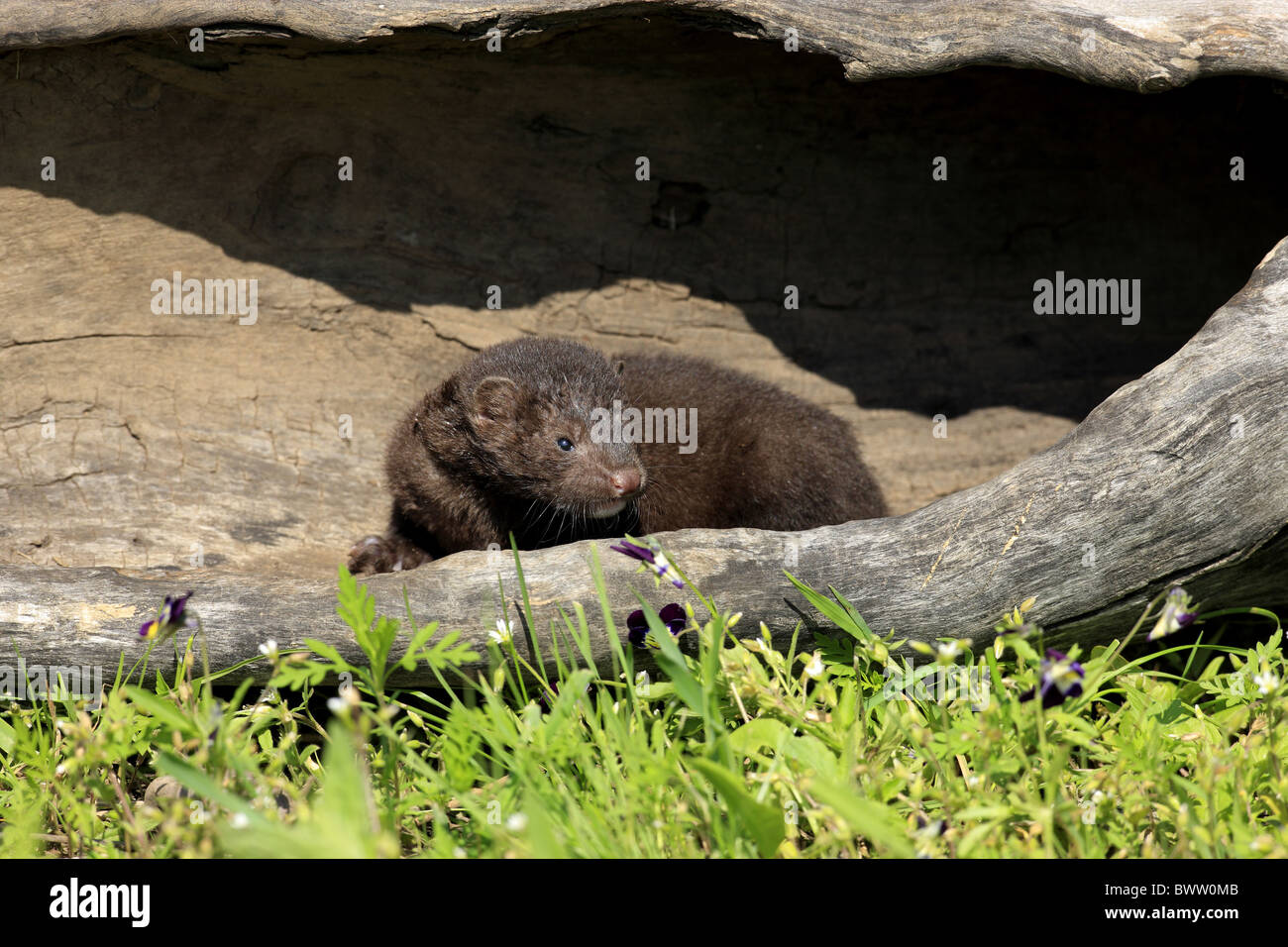 Den bau hi-res stock photography and images - Alamy