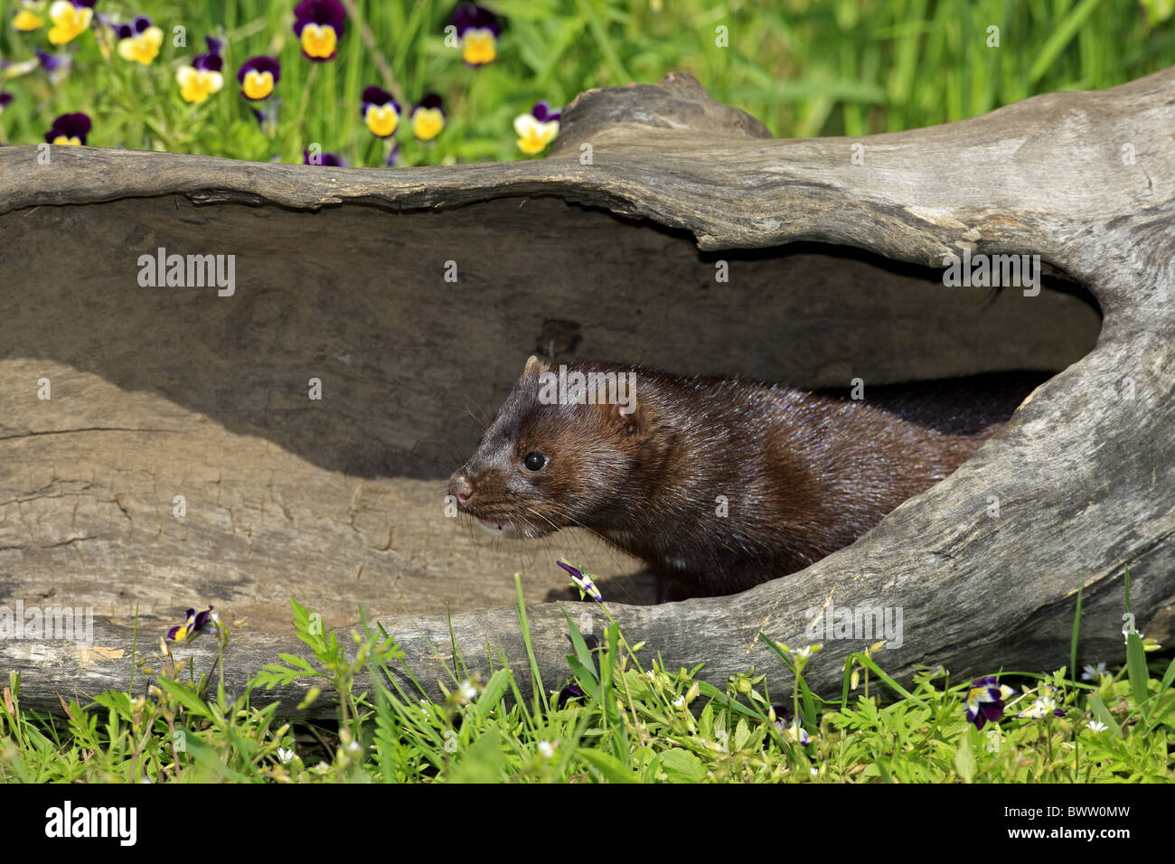 Den bau hi-res stock photography and images - Alamy