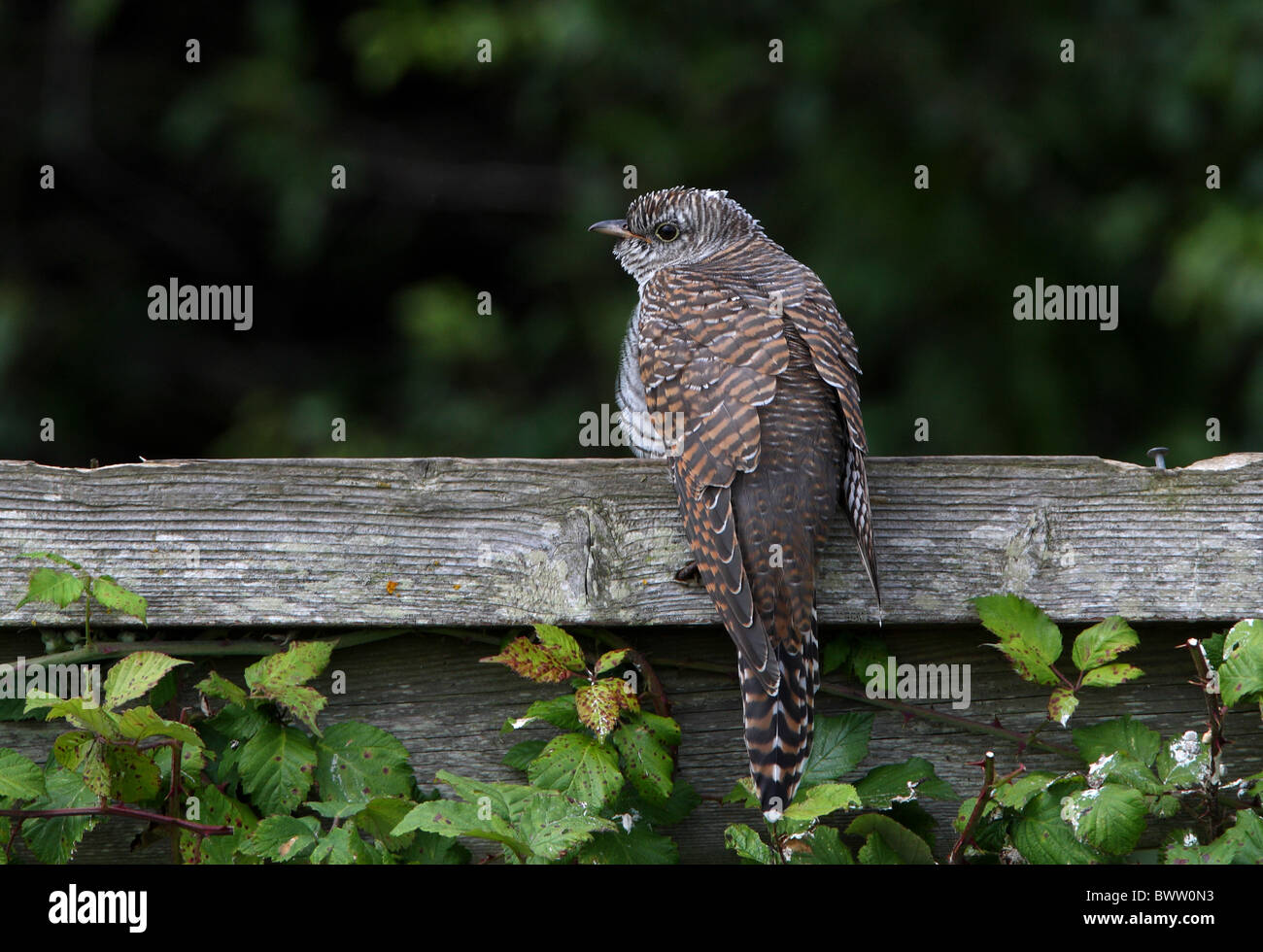 Common Cuckoo (Cuculus canorus) juvenile, perched on fence, Norfolk ...