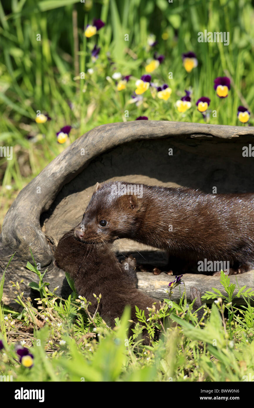 am Bau - at den Mutter mit Baby - mother with baby Tragegriff Nackenbiss - bite to carry mink ...