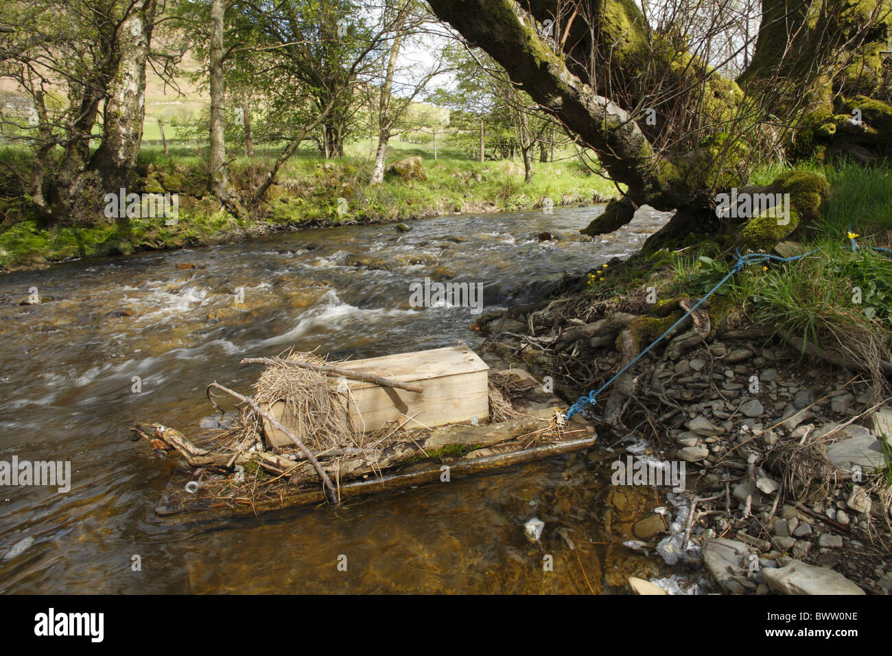 Mustela vison american mink raft trap trapping mammal pest predator ...