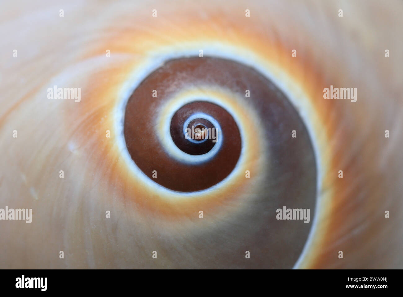 snail structure spiral snail house pattern slug detail close-up animal ...