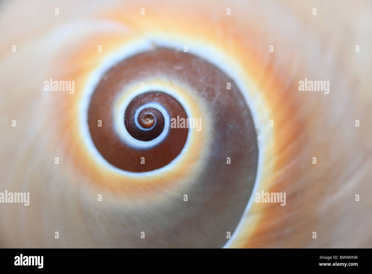 snail structure spiral snail house pattern slug detail close-up animal ...