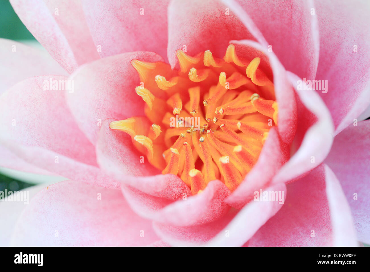 Water lily Nymphaea leaves leaf nature concept purely summer Seleger ...
