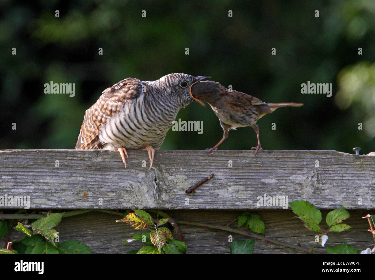 Common Cuckoo (Cuculus canorus) juvenile, being fed by Dunnock ...