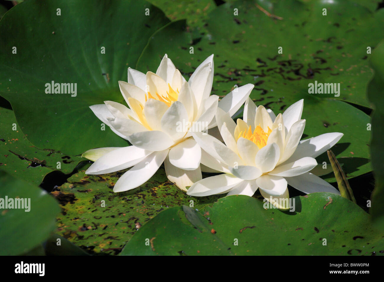 Water lily Nymphaea leaves leaf nature concept purely summer Seleger ...