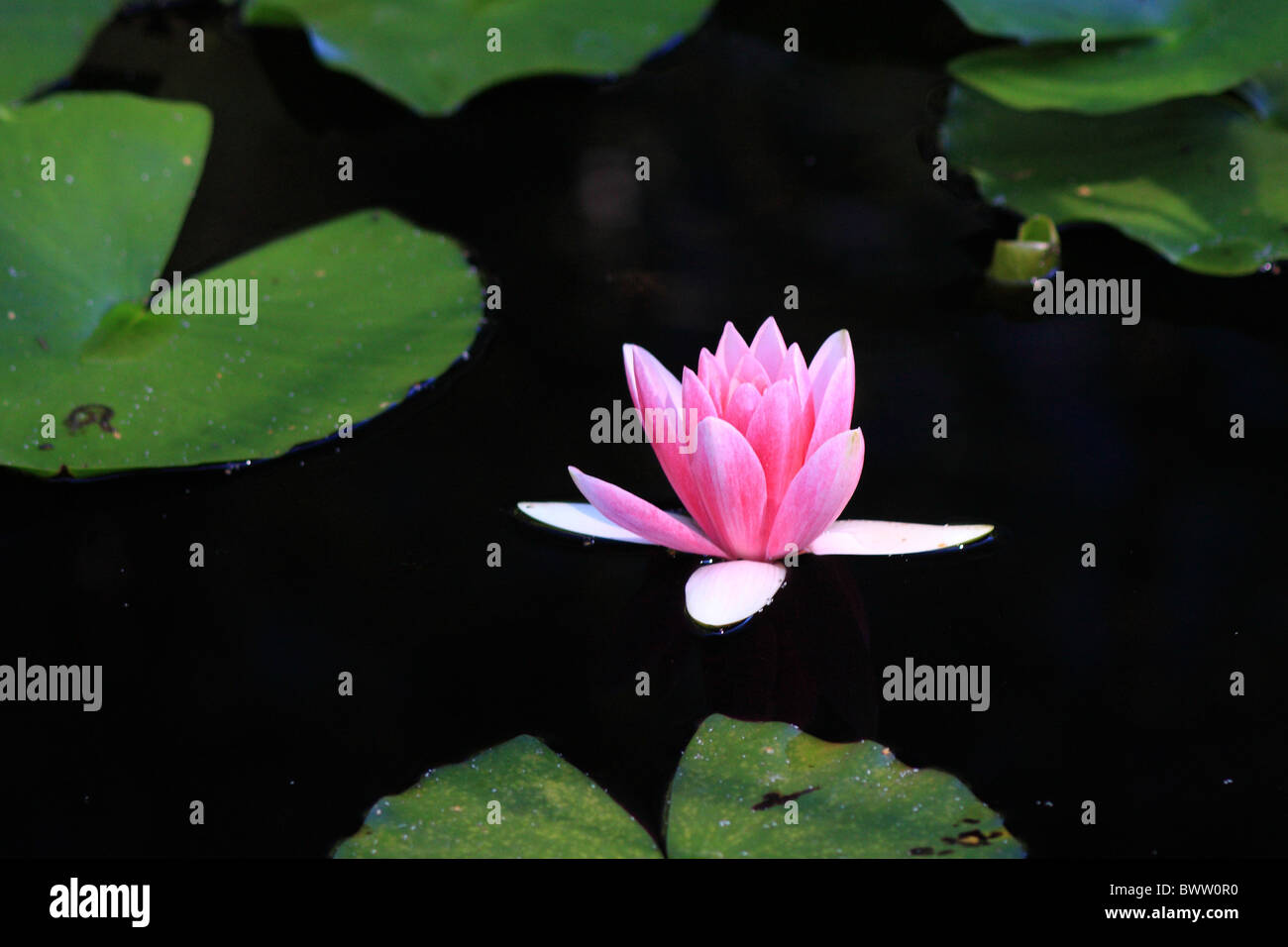 Water lily Nymphaea leaves leaf nature concept purely summer Seleger ...