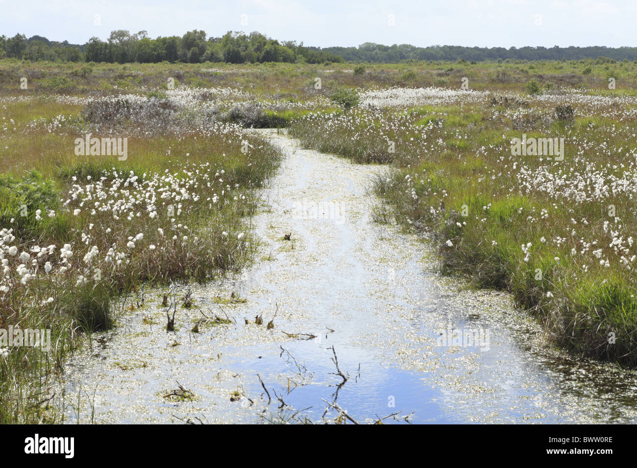 moss boggy pool wet wetland cotton grass cottongrass sphagnum bog ...