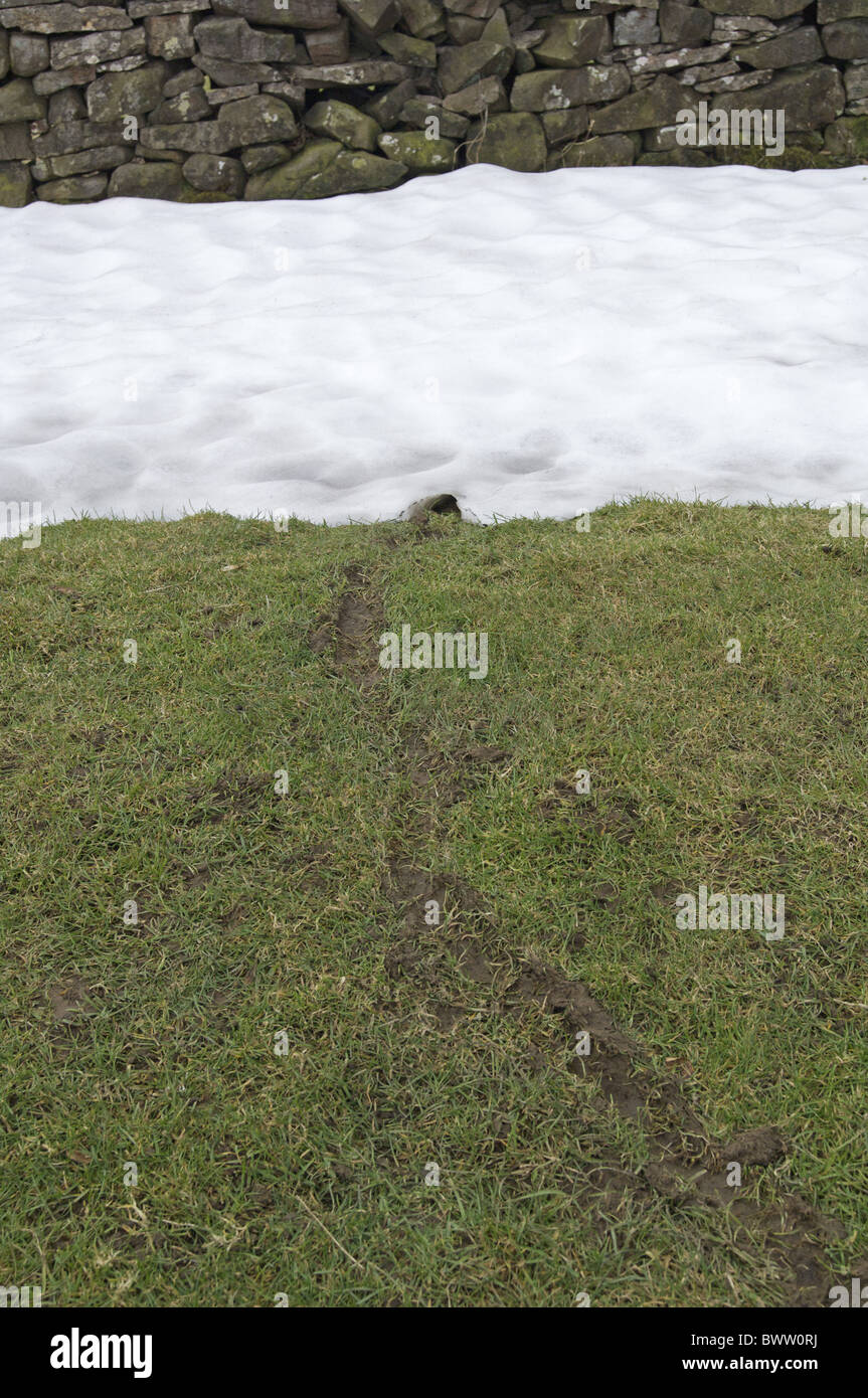 Mole Talpa europaea tunnel mole moles insectivore insectivores mammal ...