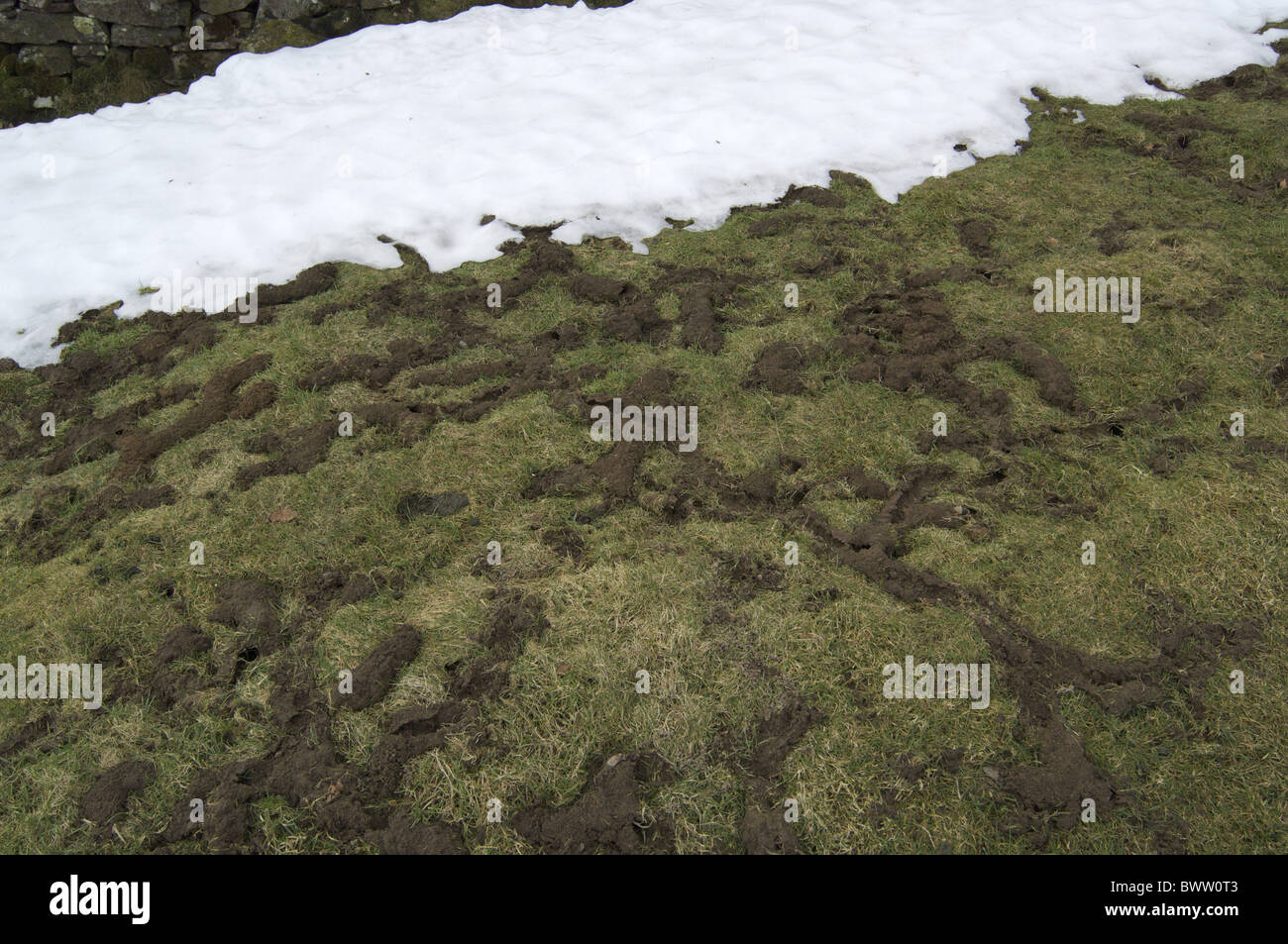 Mole Talpa europaea tunnel mole moles insectivore insectivores mammal ...