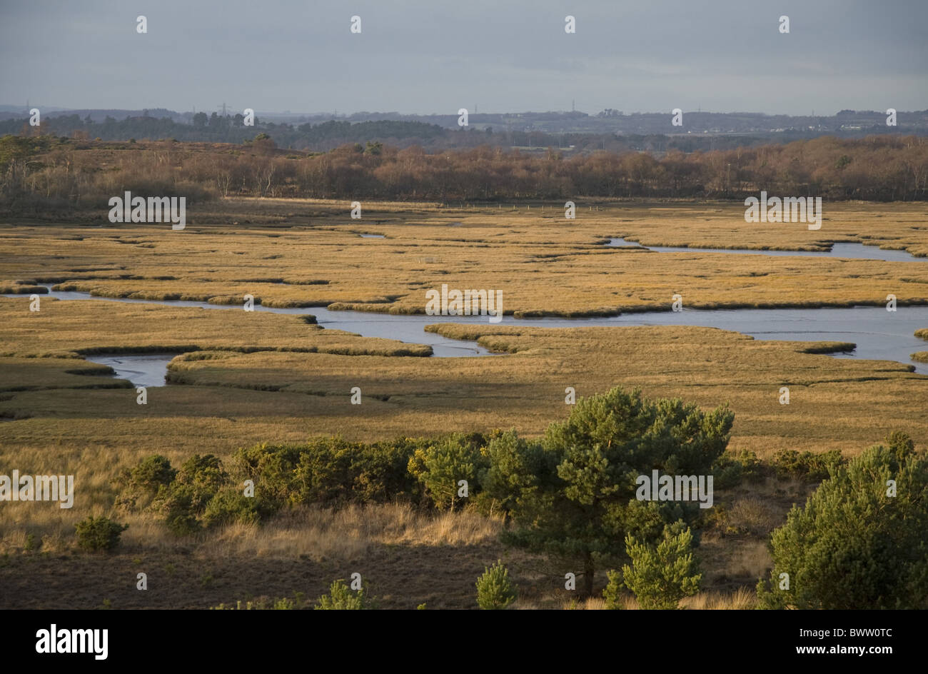 arne britain british england english dorset habitat habitats nature ...