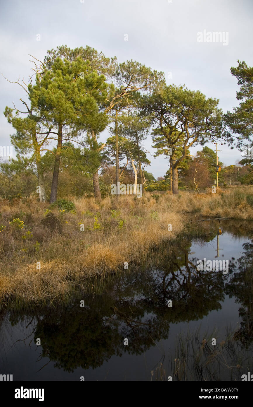 arne britain british england english nature pool pools heath heathland ...