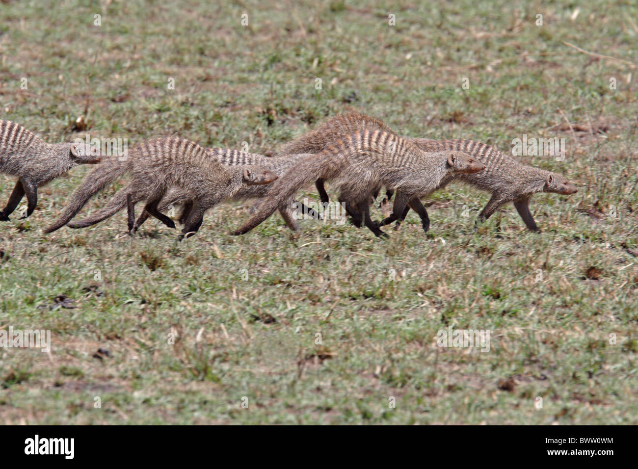 Family mongoose hi-res stock photography and images - Alamy