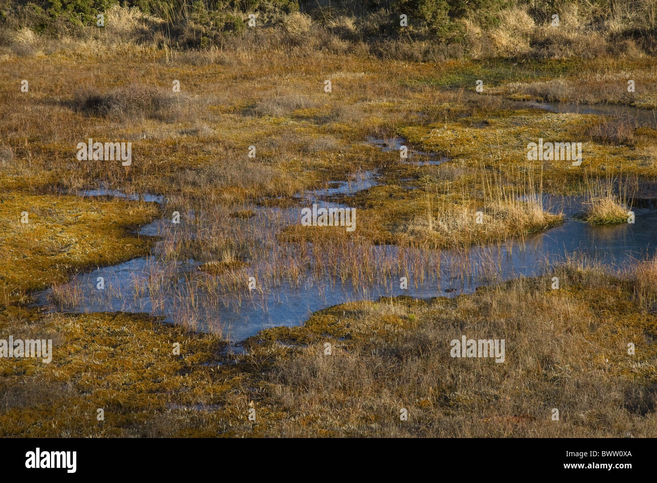 Dorset Moreton britain british england english europe european heath ...