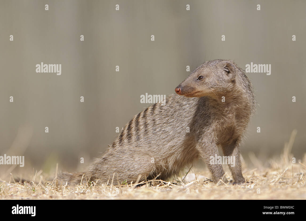Africa mongeese hi-res stock photography and images - Alamy