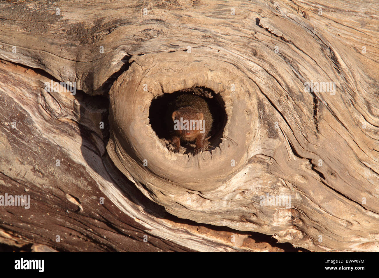 Dwarf Mongoose Hiding in Log Carnivore Predator Diurnal Family Groups ...